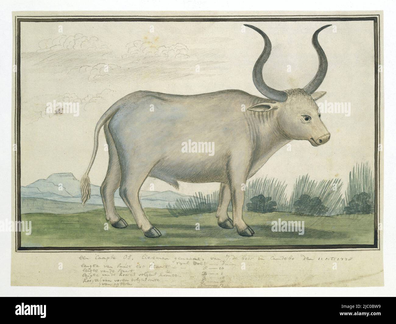 Cape ox, called winch man. This ox had seen Gordon on the farm The ...