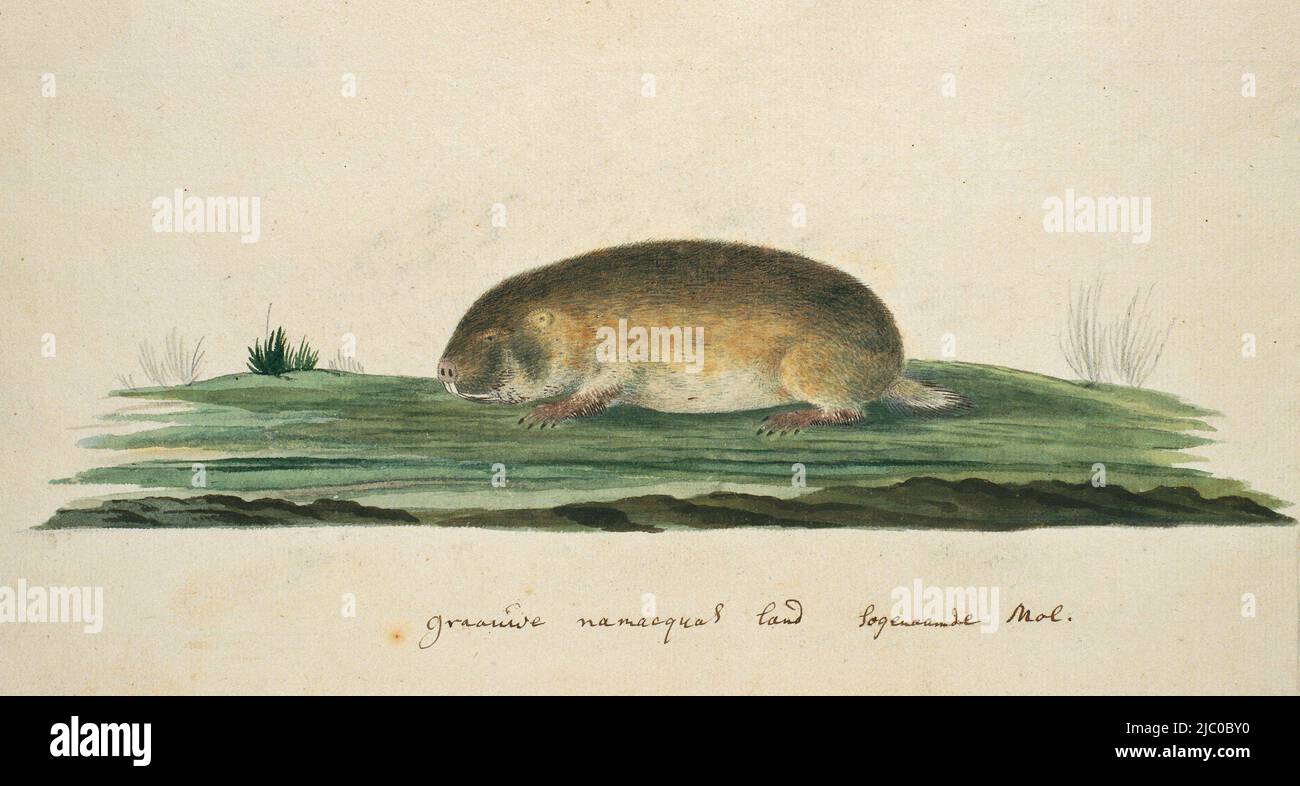 Namaqua dune mole rat hi-res stock photography and images - Alamy