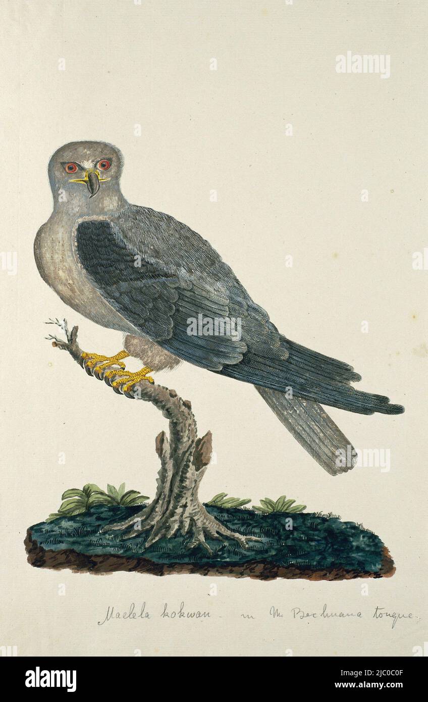 Maelela kokwau hi-res stock photography and images - Alamy