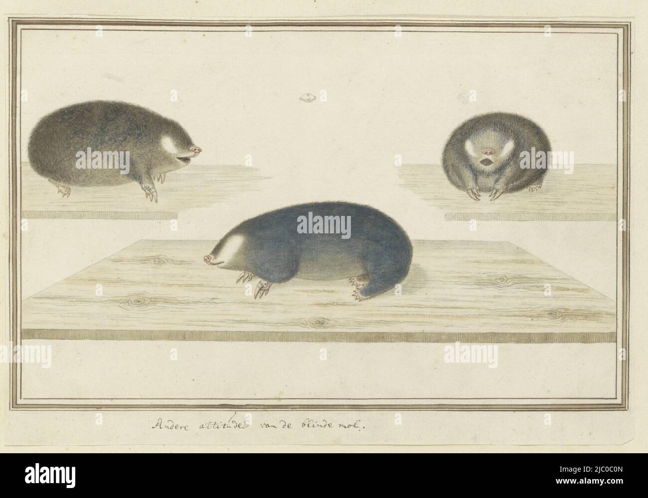 Blind mole (a dead specimen), seen from three different positions, on ...