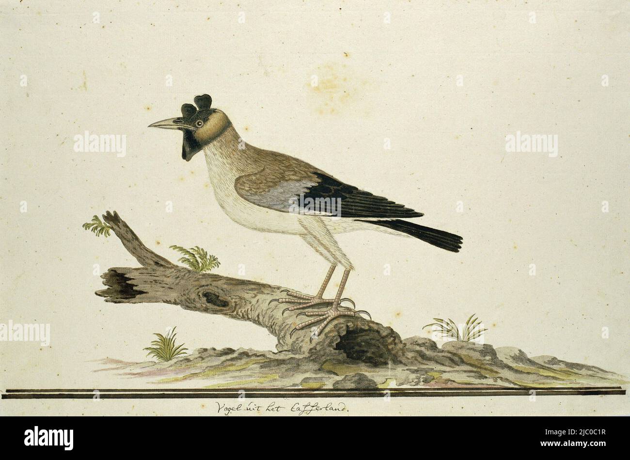 Jacob starling hi-res stock photography and images - Alamy