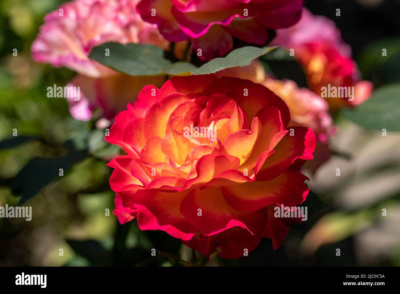 Red and yellow Roses on the Branch in the Garden Stock Photo - Alamy