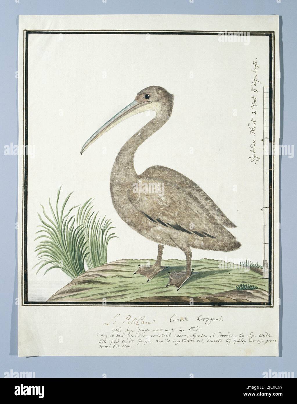 Bird study: Small pelican (Pelecanus rufescens), with scale in ...