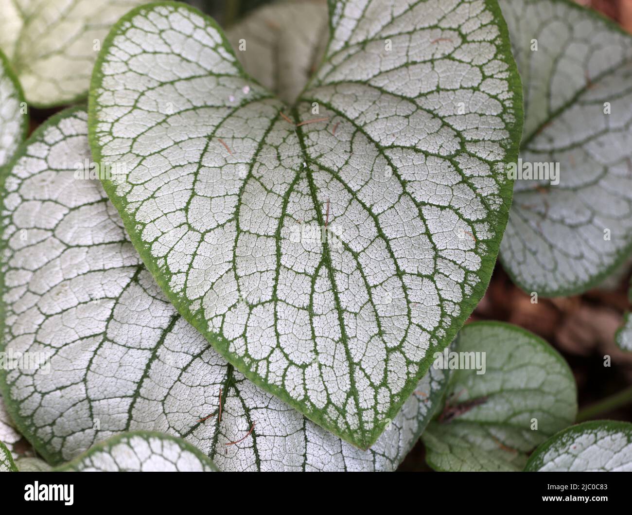 Heartleaf brunnera, Siberian bugloss, Brunnera macrophylla Jack Frost ... Heartleaf brunnera, Siberian bugloss, Brunnera macrophylla Jack Frost ...