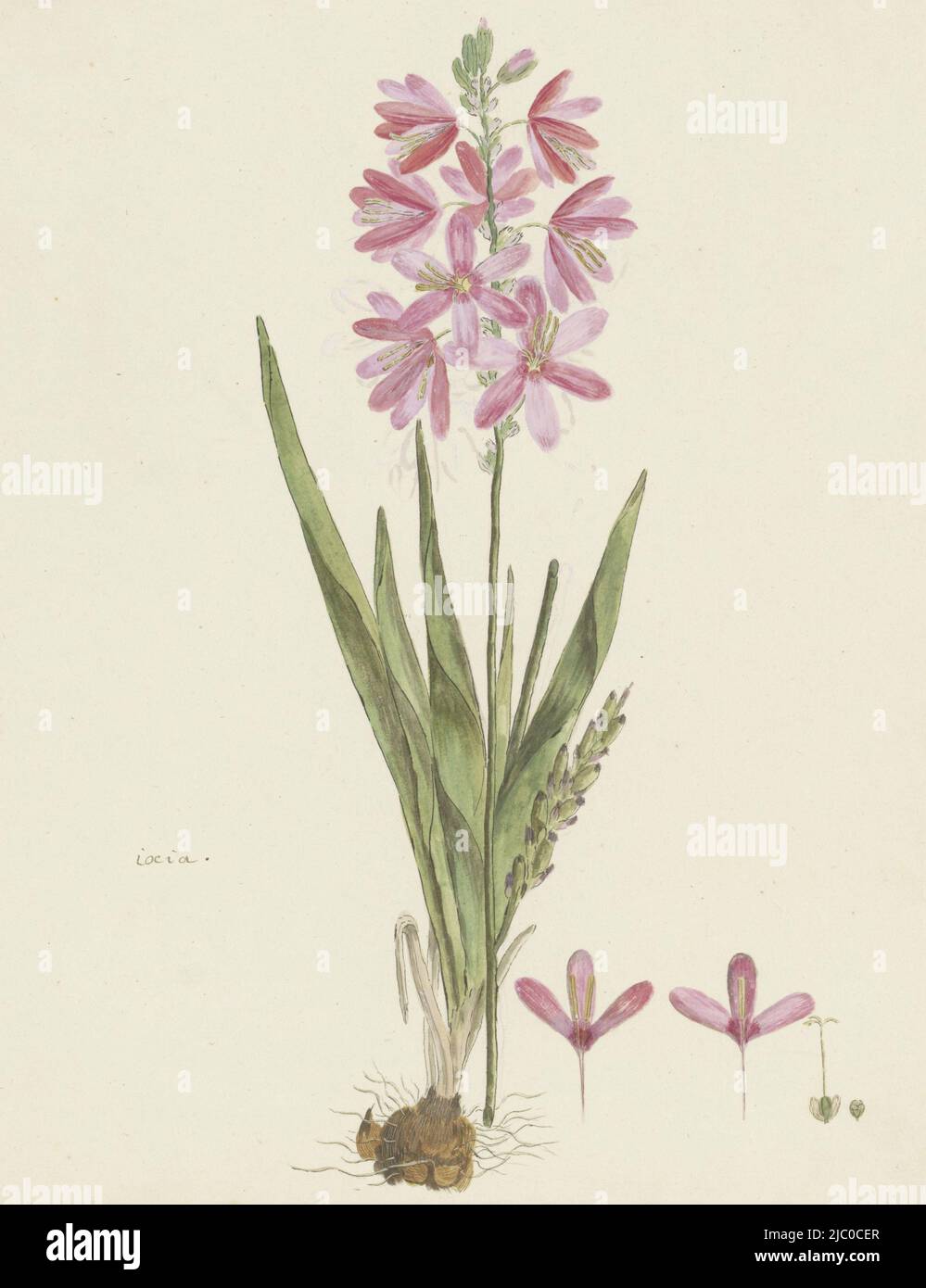 H 326 mm w 252 mm hi-res stock photography and images - Alamy