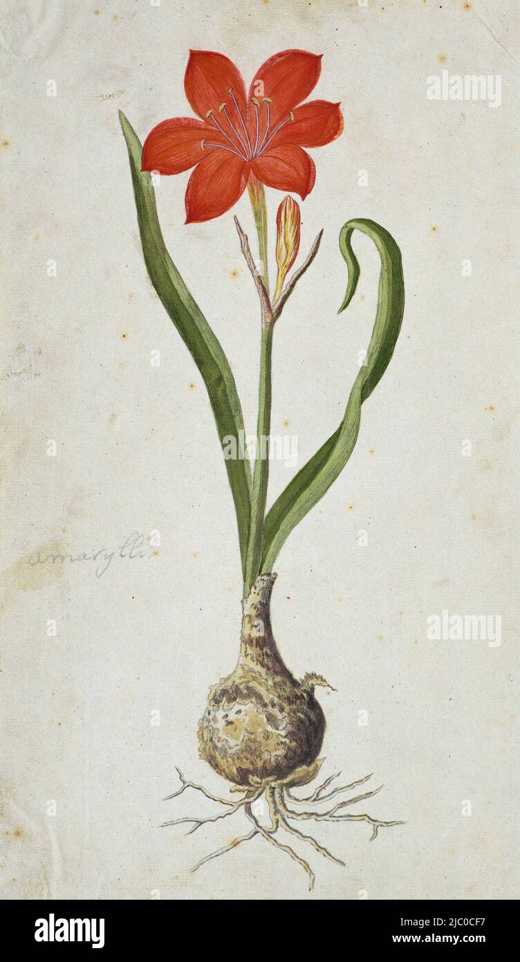 Flowering valotta hi-res stock photography and images - Alamy