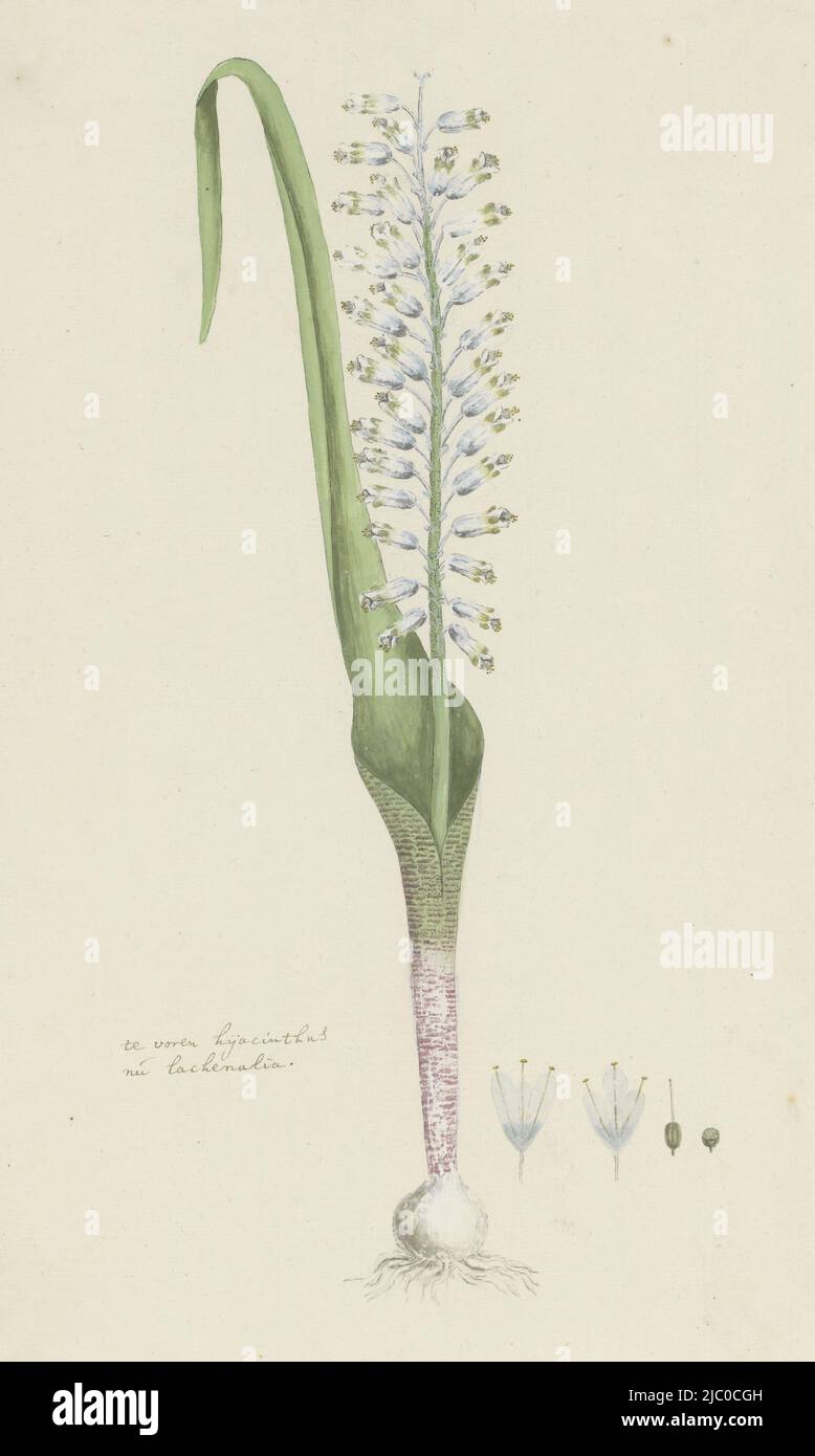 Lachenalia unifolia jacq hi-res stock photography and images - Alamy