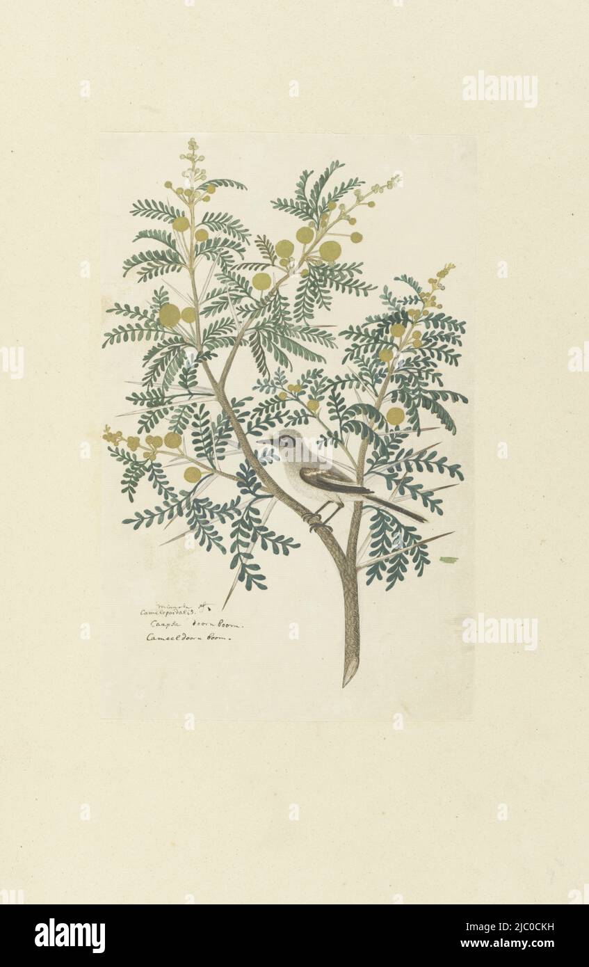 Acacia karroo hayne hi-res stock photography and images - Alamy