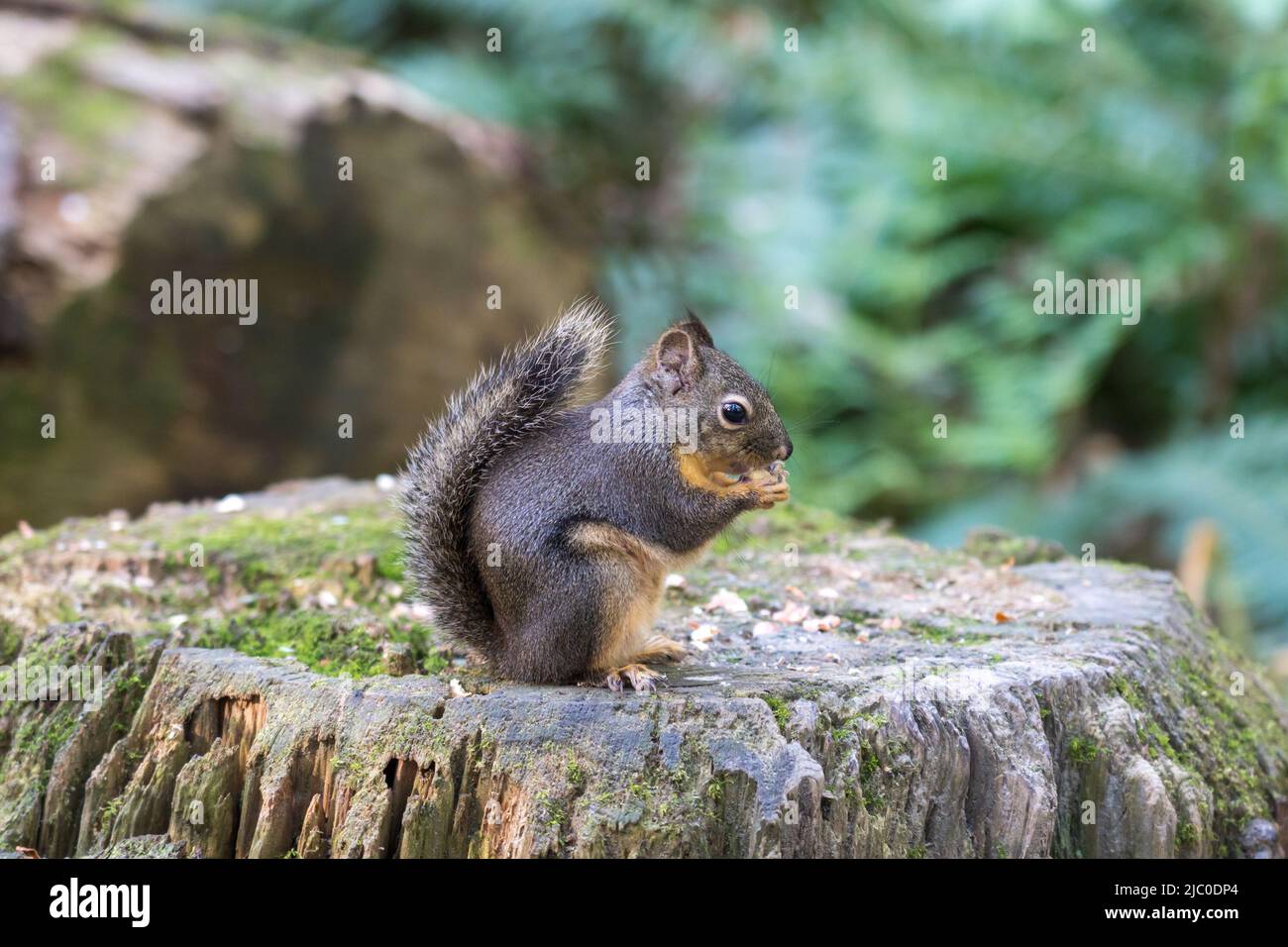 Grey squirrel nut eating tree hi-res stock photography and images - Alamy