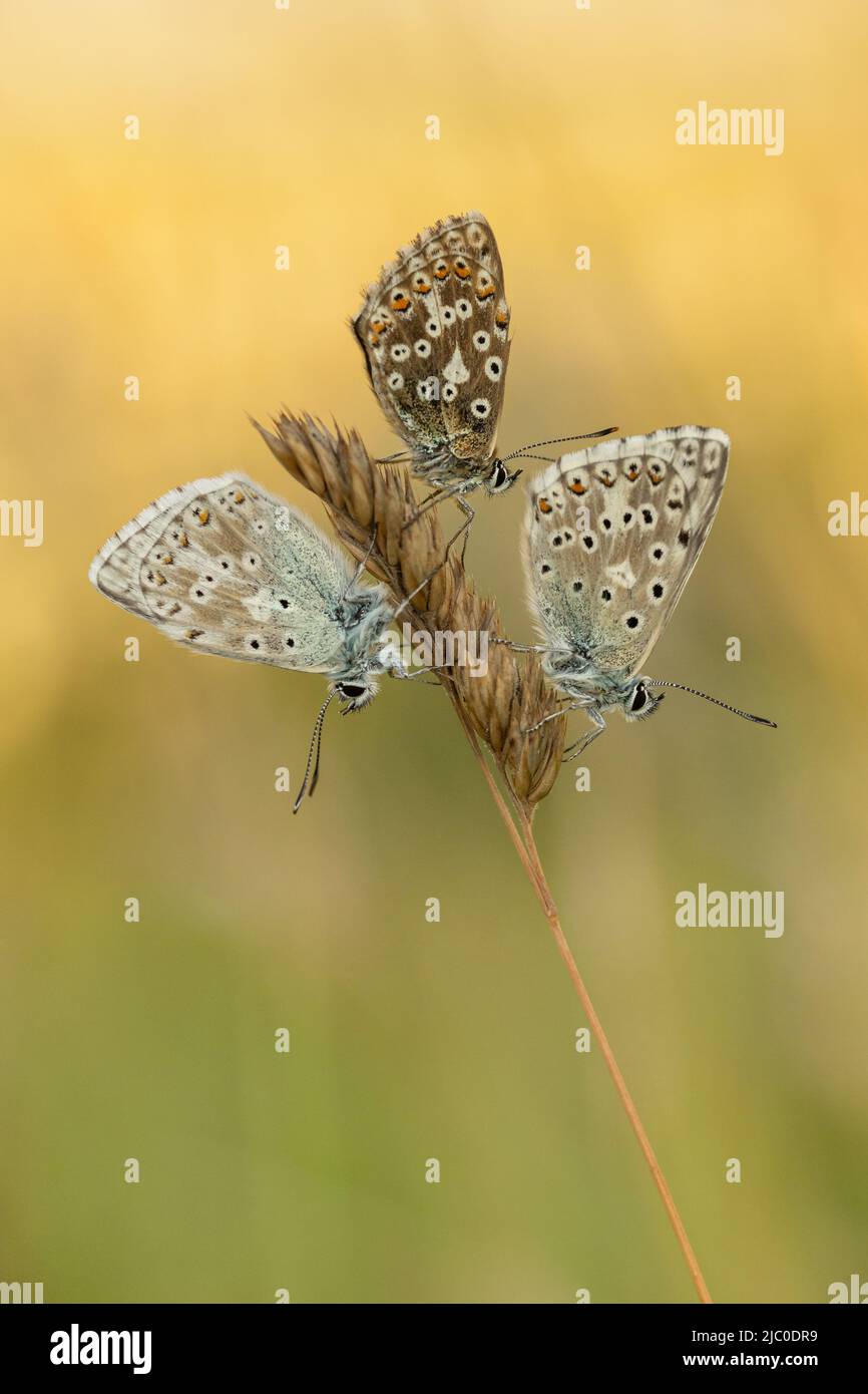 Chalkhill Blue Butterfly - A female Chalkhill Blue Butterfly nestled ...