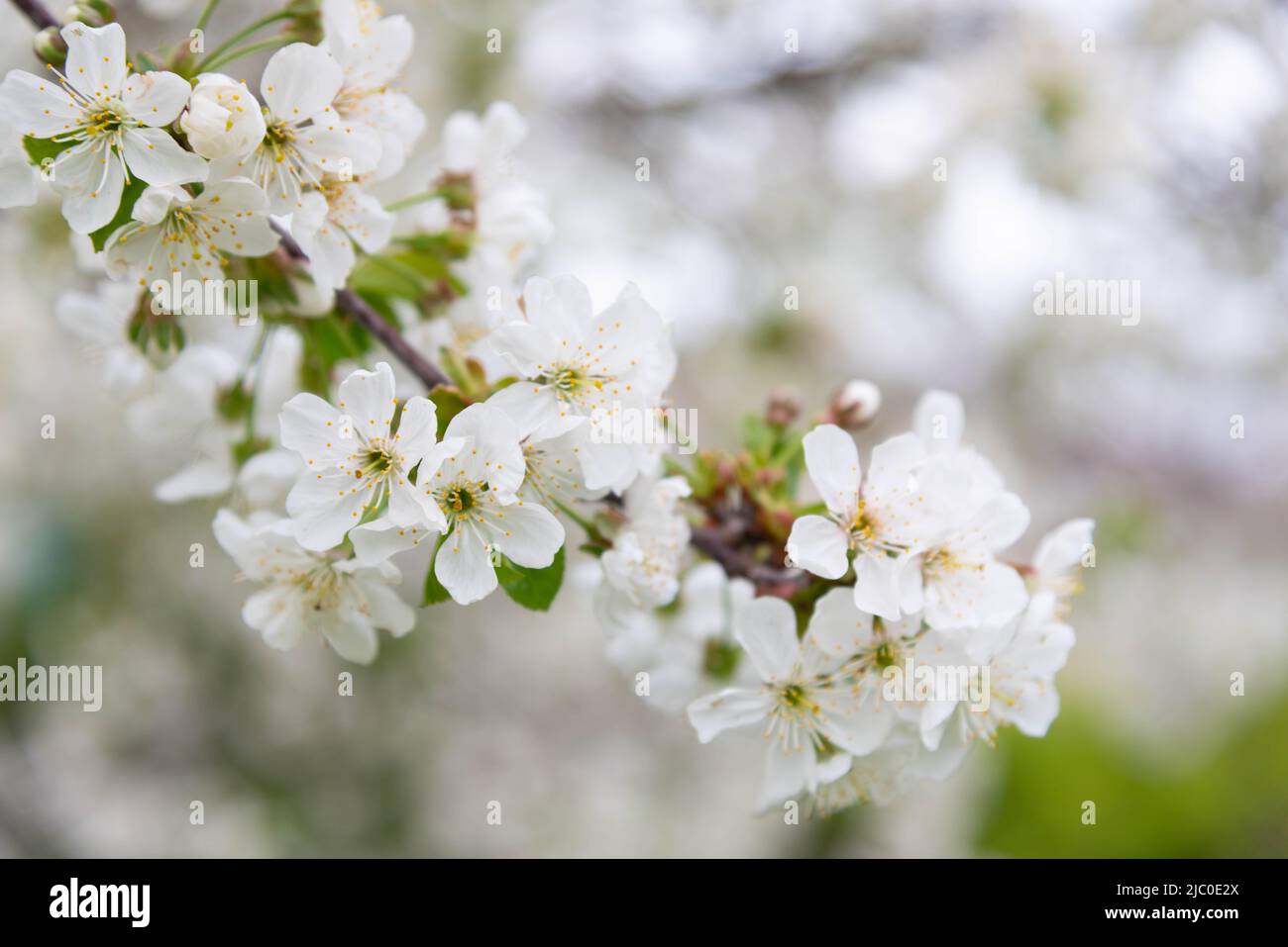 Blossoming cherry branch. High quality photo Stock Photo - Alamy