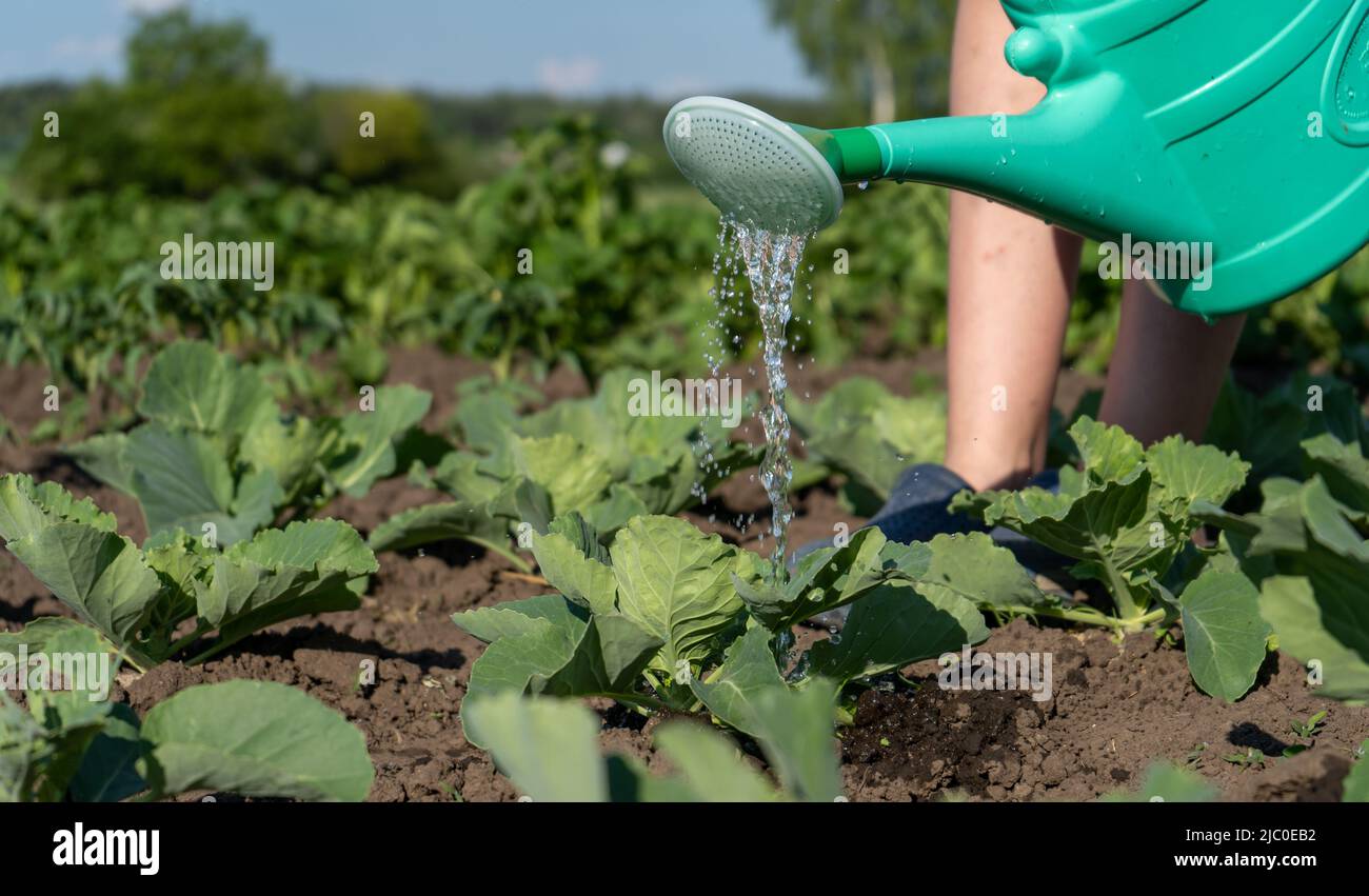 Irrigation, watering with garden watering can of cabbage seedlings in ...