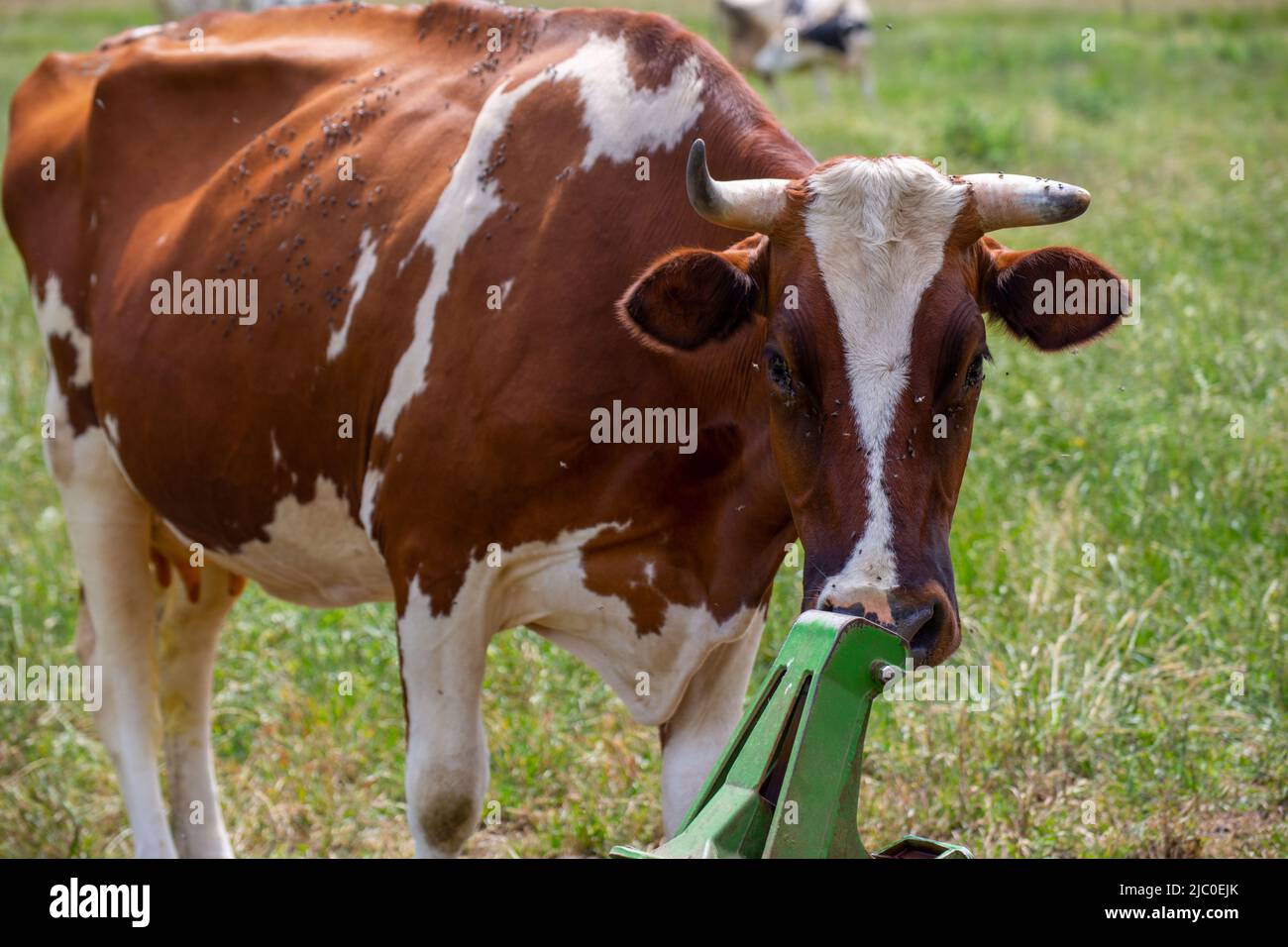 Dairy cows (Simmental) grazing in the Palatinate region, Germany Stock ...