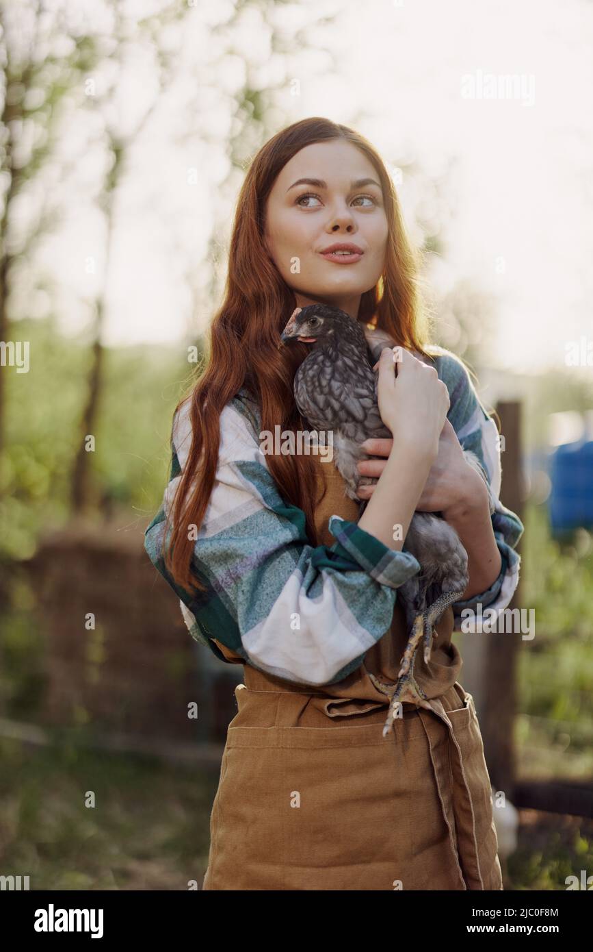 Hen lays egg hi-res stock photography and images - Alamy