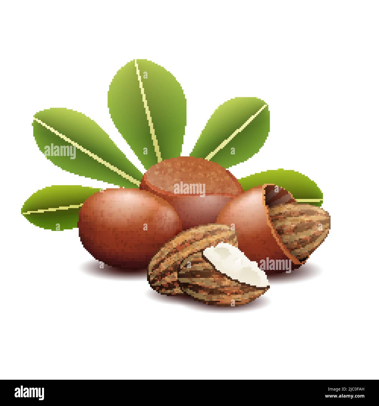 Shea nuts with green leaves vector illustration. Brown shea nut and ...