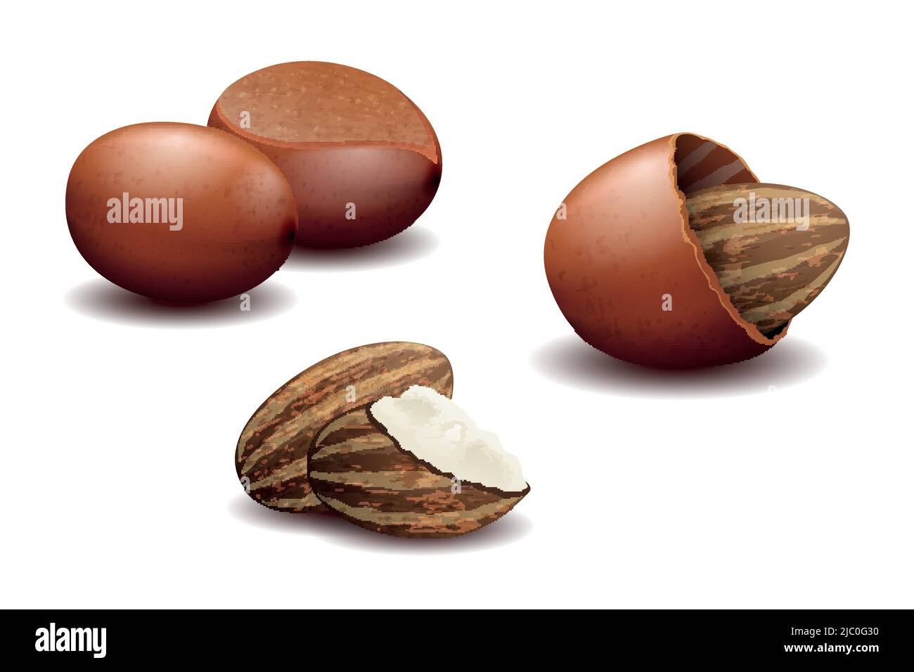 Shea nuts and shea nut butter. Organic natural useful seed, vector ...