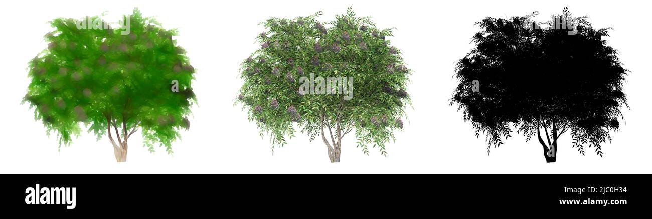 Set or collection of Black Elder trees, painted, natural and as a black ...