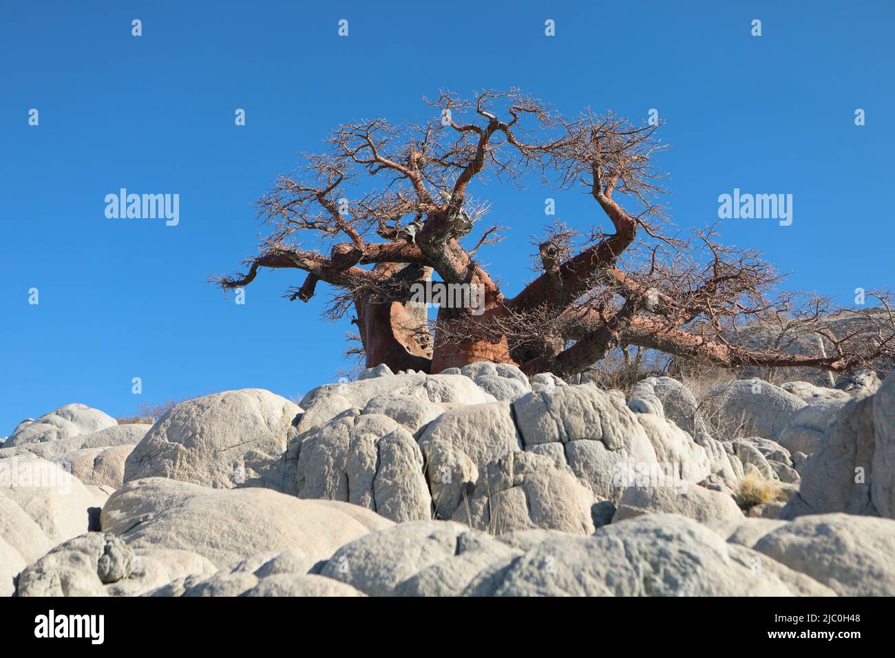 Baobab afrikanischer affenbrotbaum adansonia digitata baobab ...