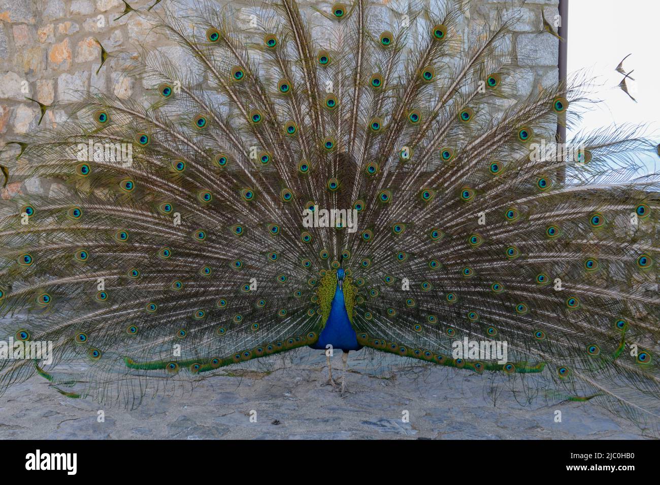 Peacock at the monastery of Saint Naum on Macedonia Stock Photo - Alamy