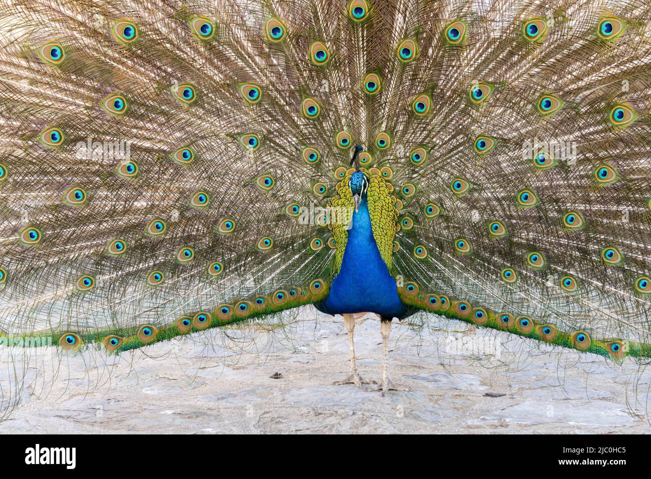 Peacock at the monastery of Saint Naum on Macedonia Stock Photo - Alamy
