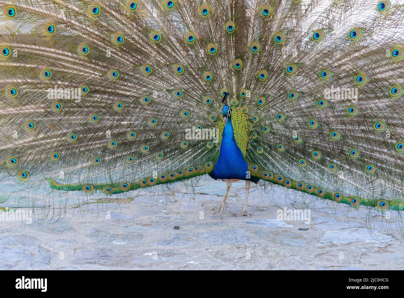 Peacock at the monastery of Saint Naum on Macedonia Stock Photo - Alamy