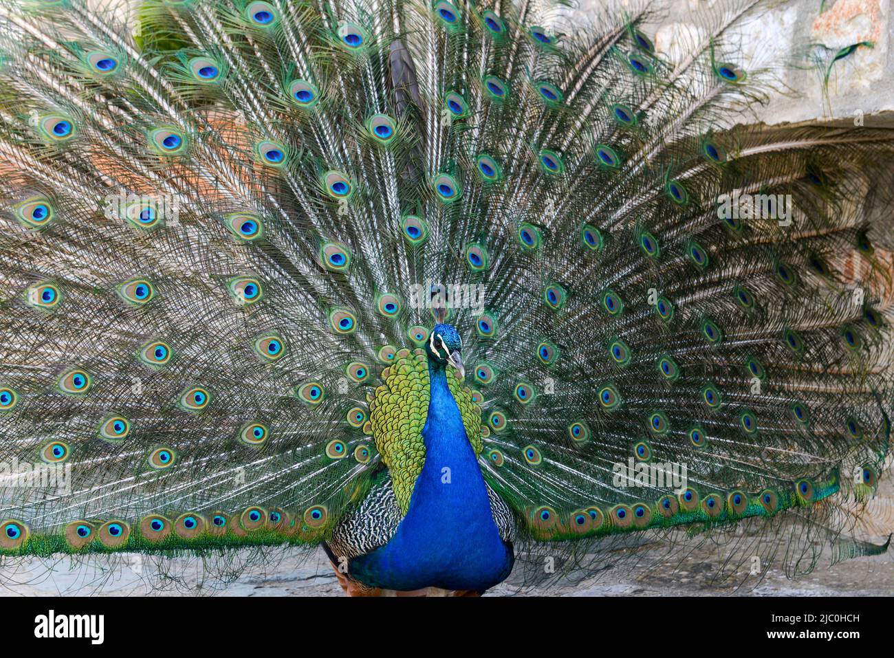Peacock at the monastery of Saint Naum on Macedonia Stock Photo - Alamy
