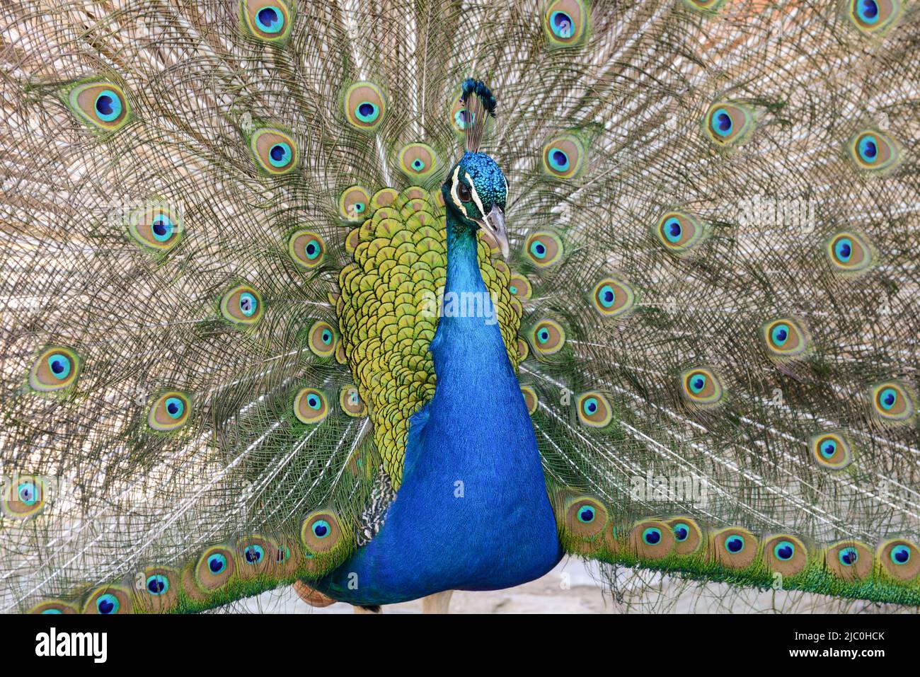 Peacock saint naum monastery hi-res stock photography and images - Alamy