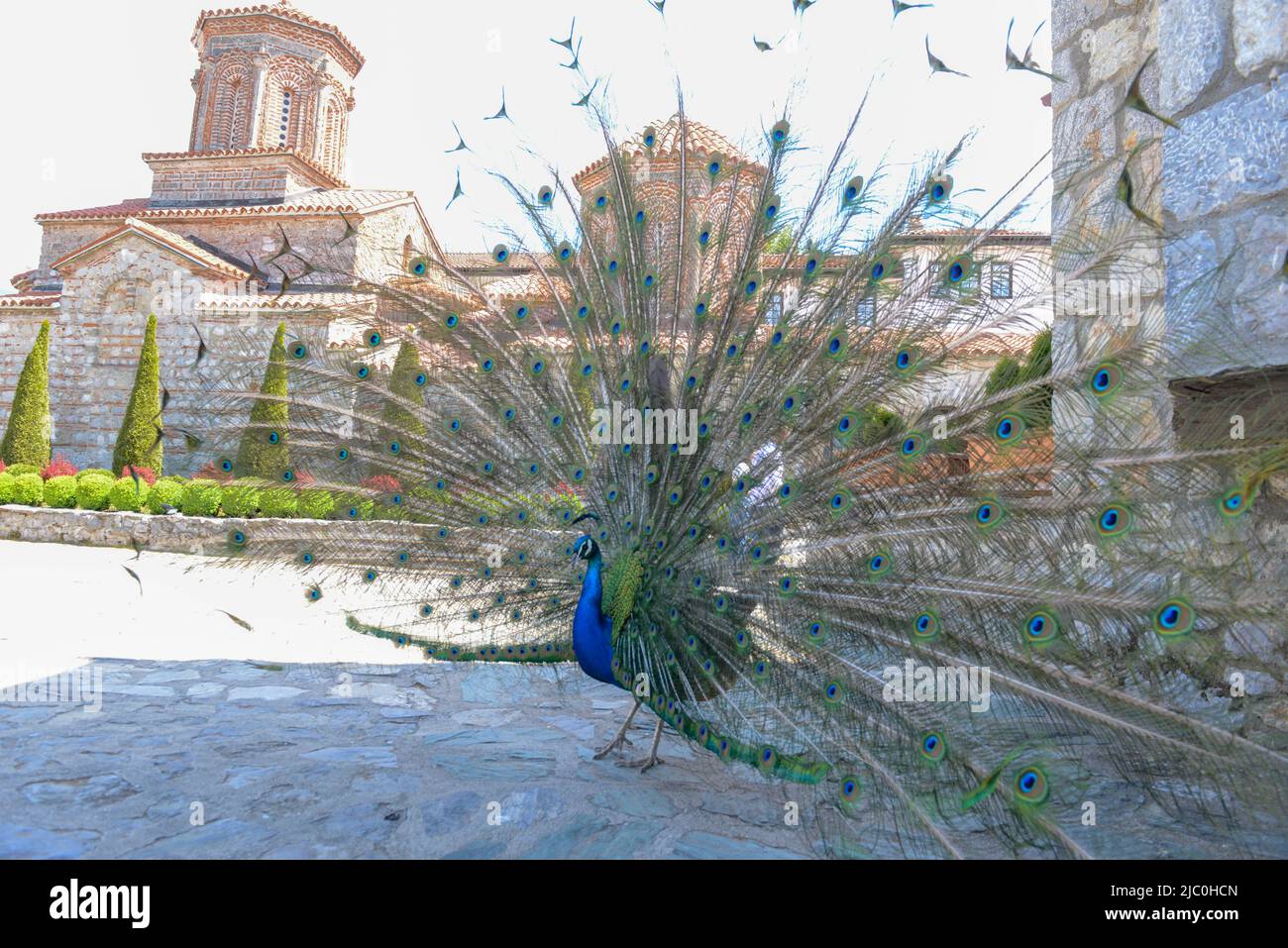 Peacock at the monastery of Saint Naum on Macedonia Stock Photo - Alamy
