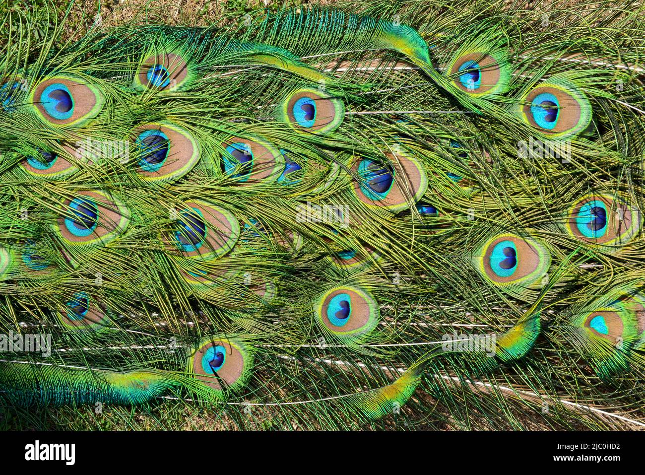 Peacock saint naum monastery hi-res stock photography and images - Alamy