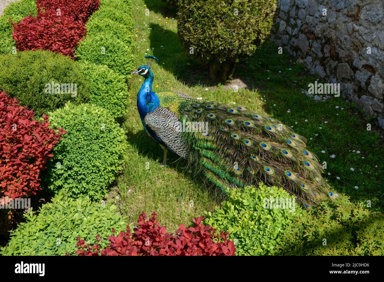 Peacock at the monastery of Saint Naum on Macedonia Stock Photo - Alamy