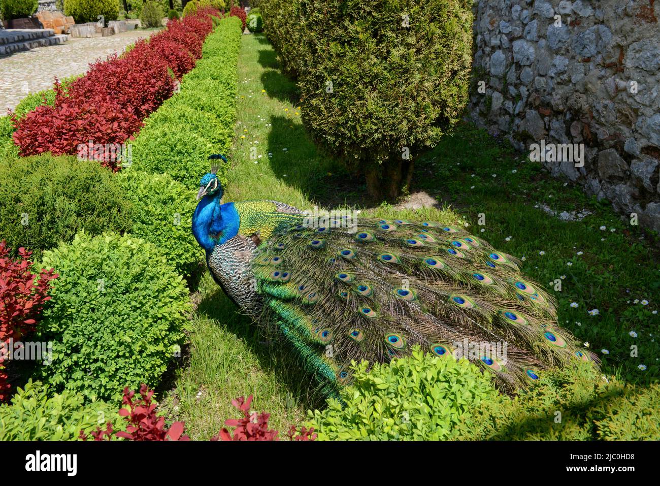 Peacock at the monastery of Saint Naum on Macedonia Stock Photo - Alamy