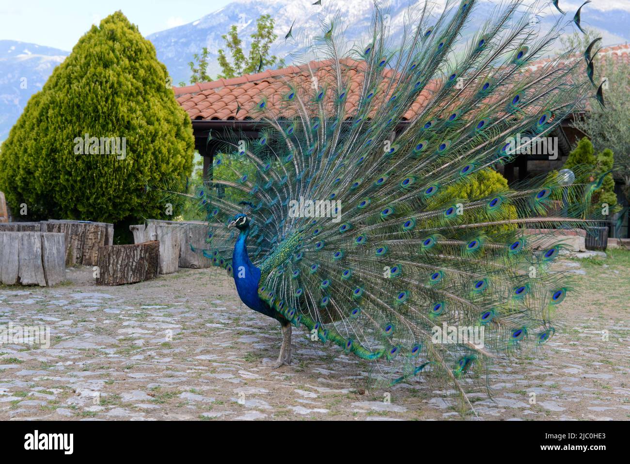 Peacock saint naum monastery hi-res stock photography and images - Alamy