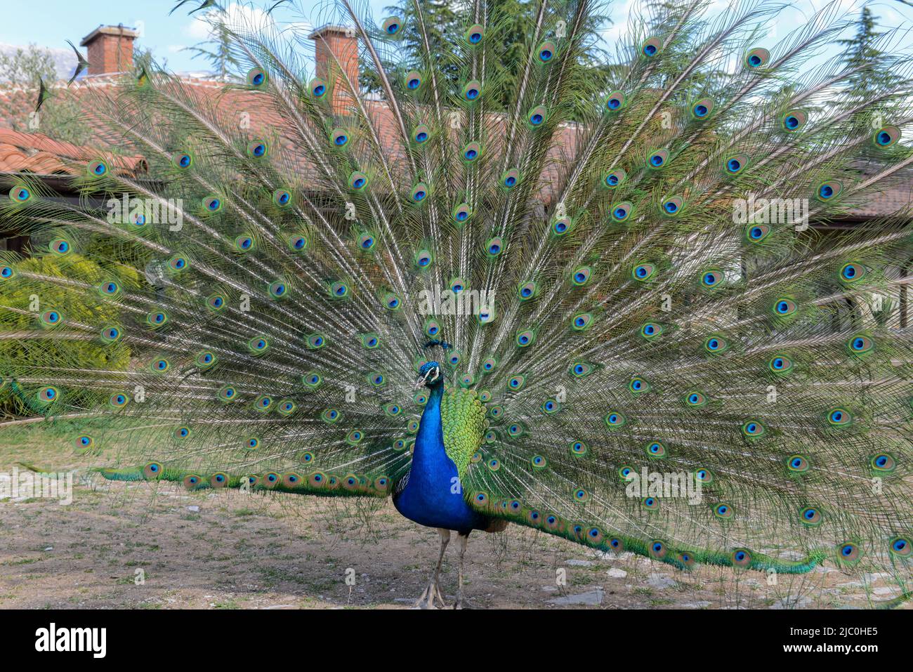 Peacock at the monastery of Saint Naum on Macedonia Stock Photo - Alamy