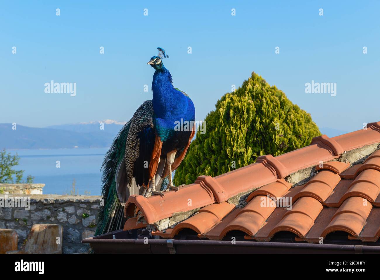 Peacock at the monastery of Saint Naum on Macedonia Stock Photo - Alamy