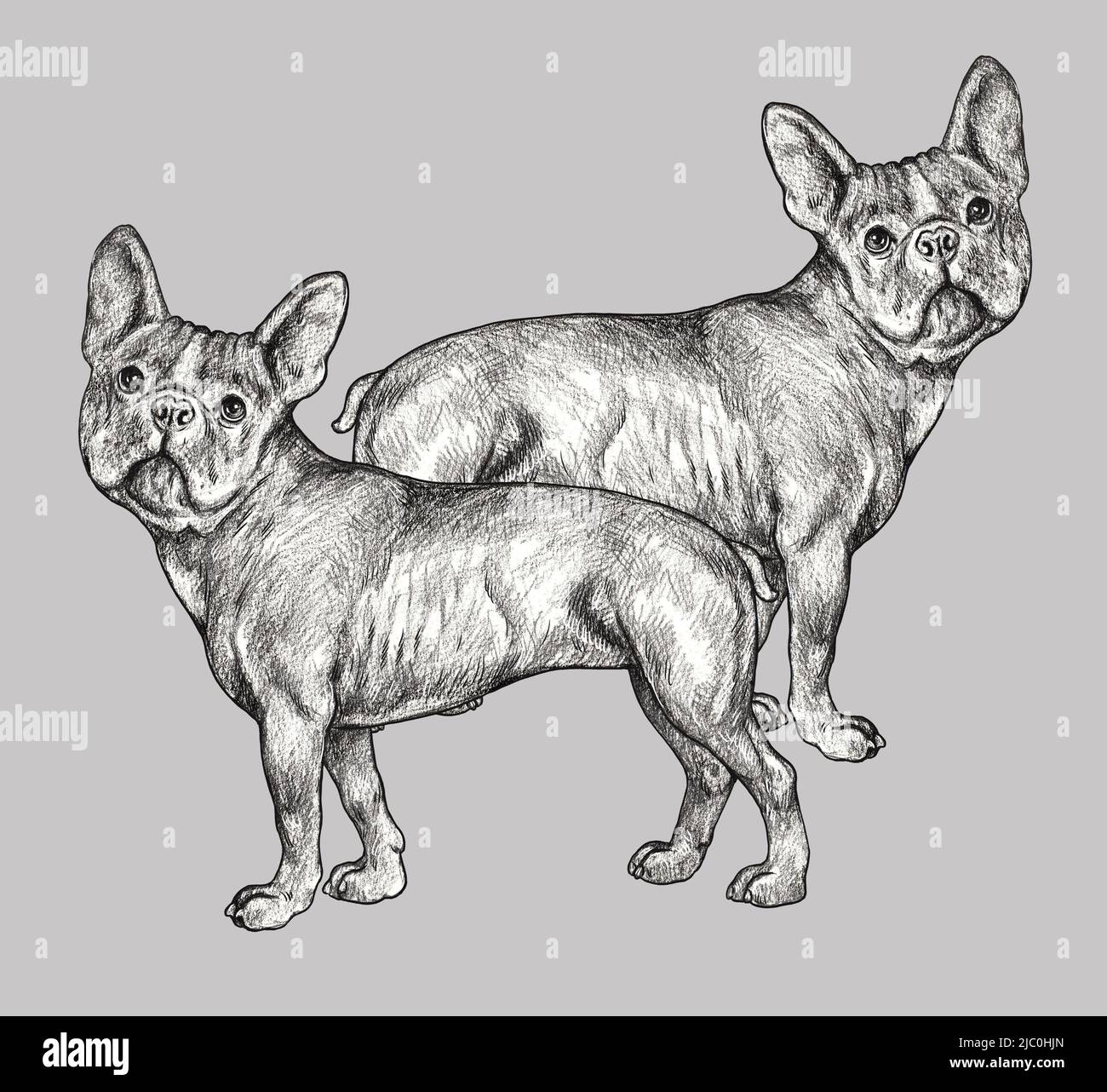 Cute french bulldog drawing. Handmade isolated pencil illustration with ...