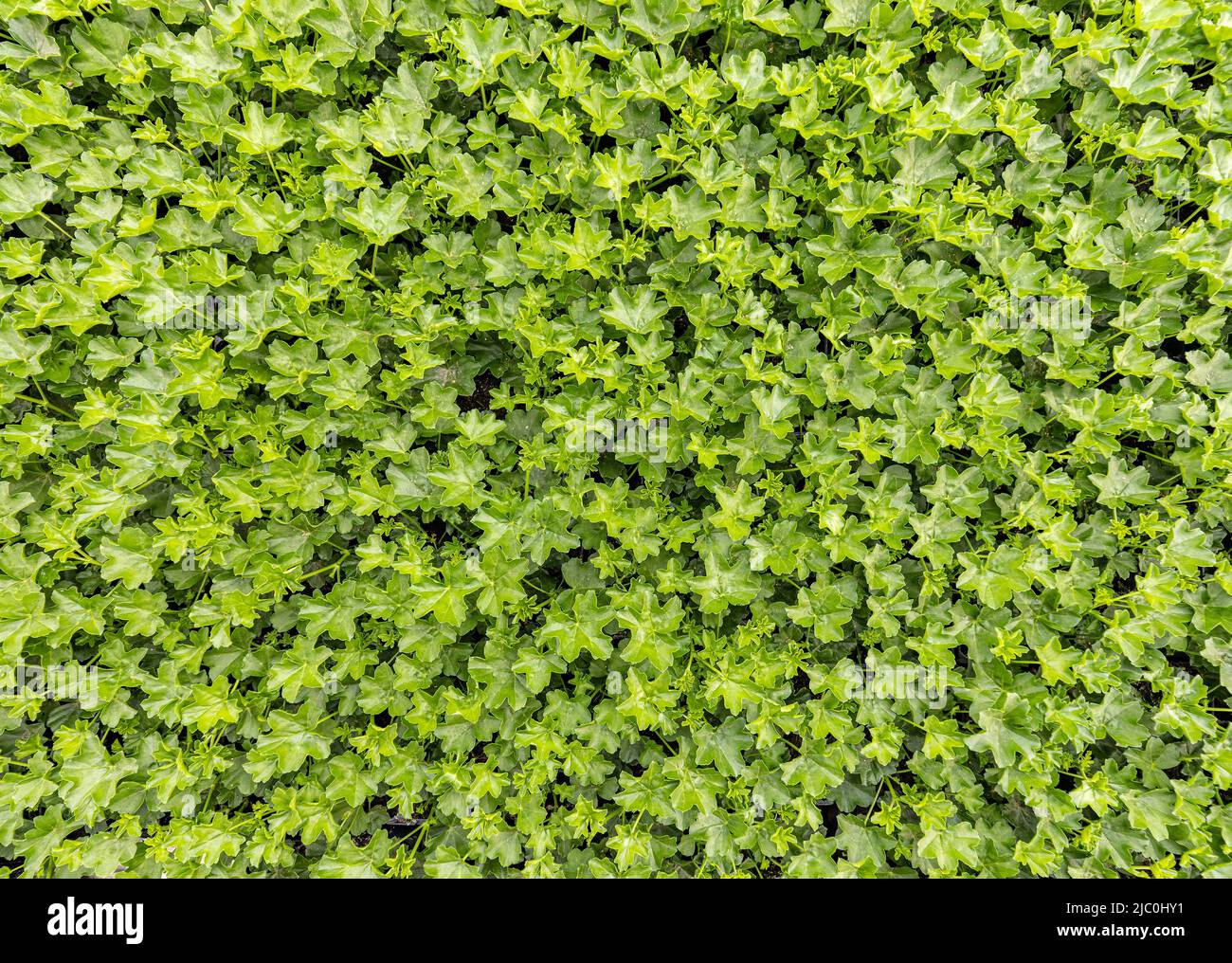Young geranium plants background in plant nursery, top view ...