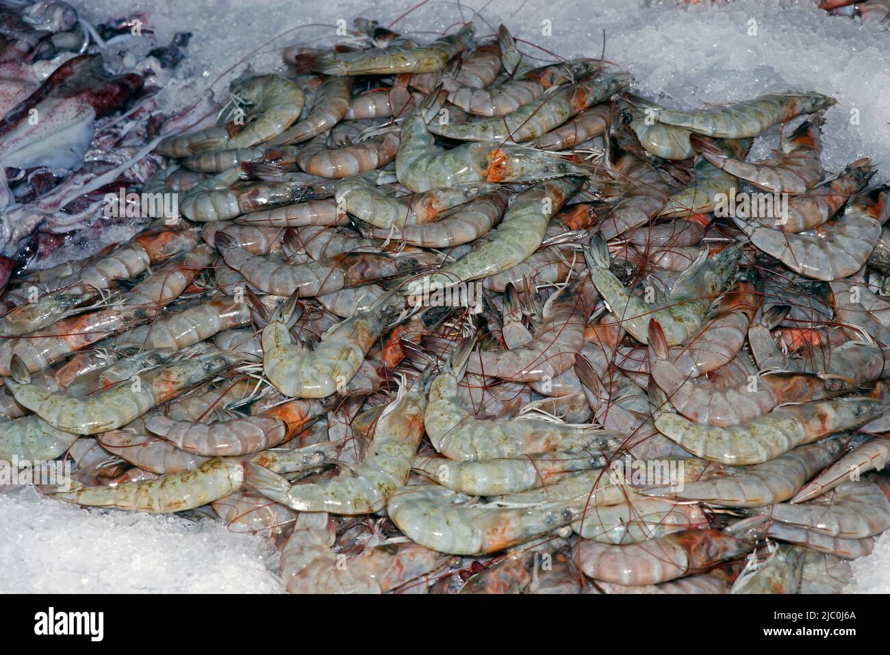 fresh shrimps or prawns on an ice bed in a seafood market stall Stock ...