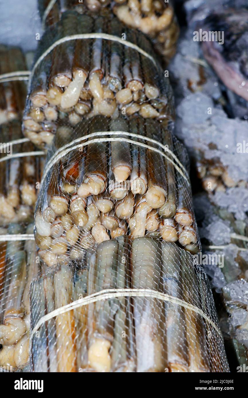 razor clams on ice, fresh seafood in a market stall Stock Photo - Alamy