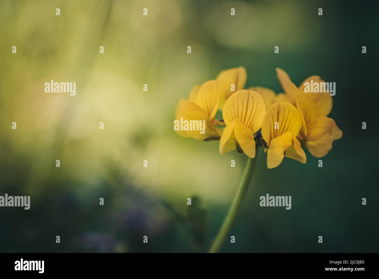 Horseshoe vetch flower Stock Photo - Alamy