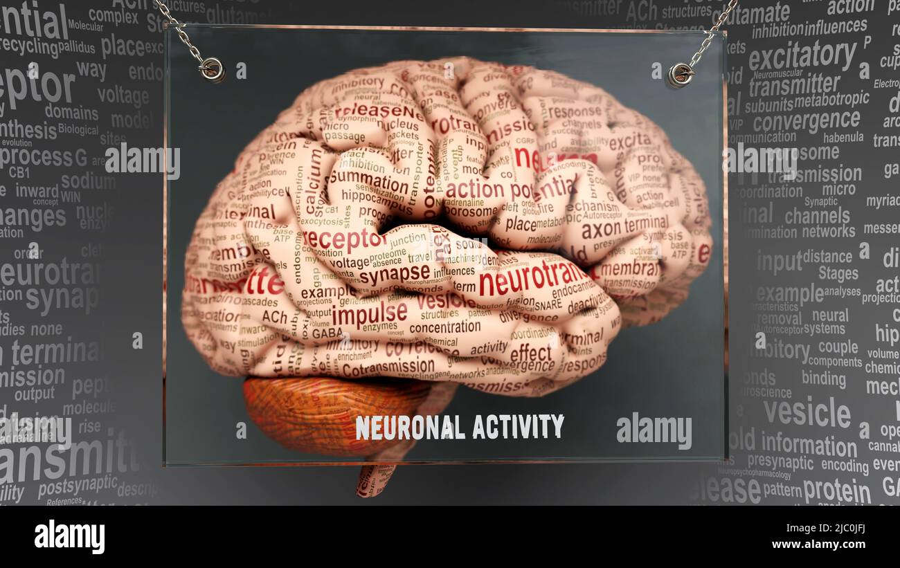 Neuronal activity in human brain - dozens of terms describing its ...