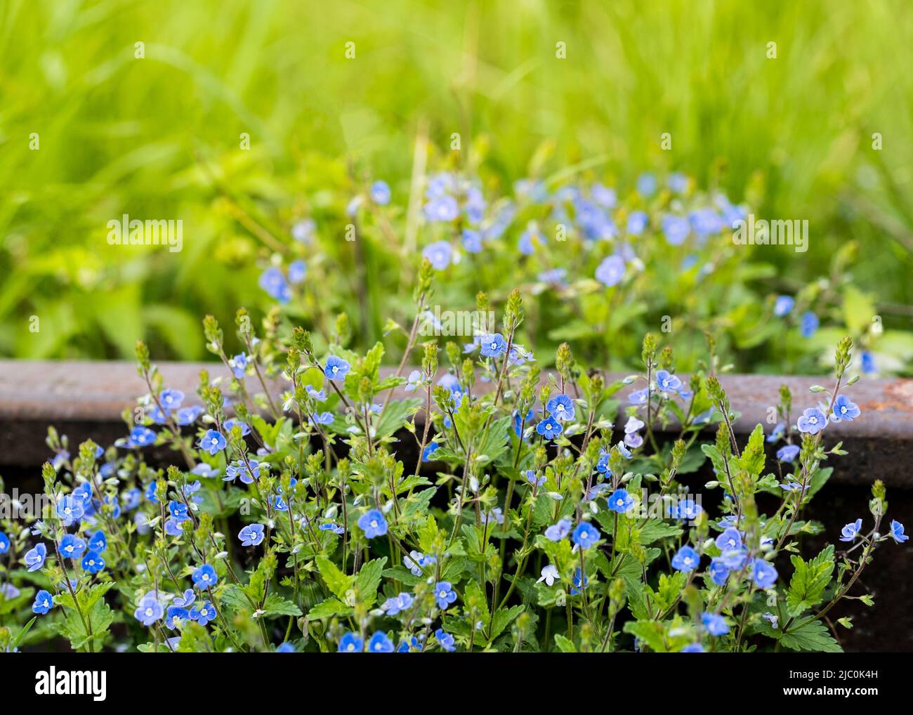 Forget-me-not tender flowers blossoming in spring time. Natural floral ...
