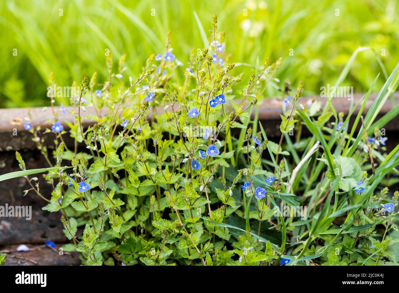 Forget-me-not tender flowers blossoming in spring time. Natural floral ...