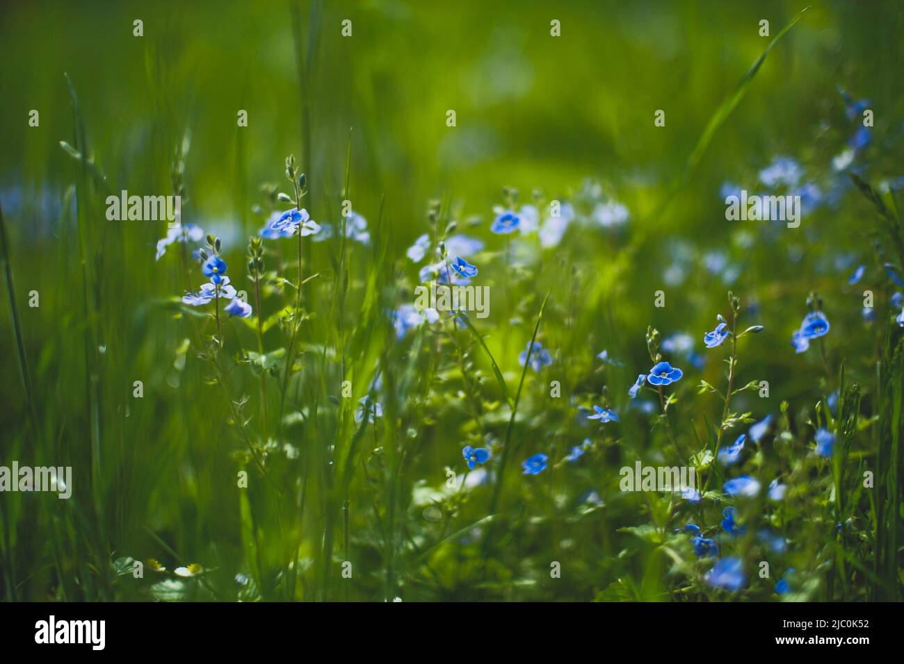 Forget-me-not tender flowers blossoming in spring time. Natural floral ...