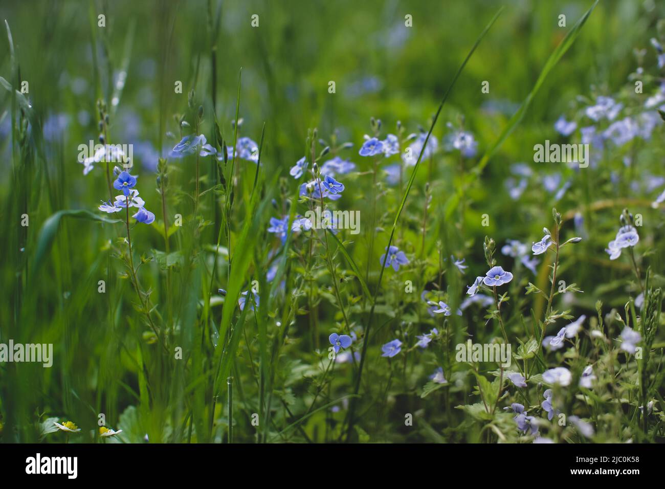 Forget-me-not tender flowers blossoming in spring time. Natural floral ...