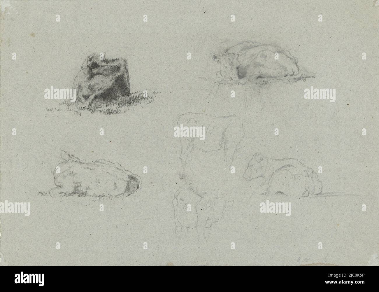 Studies of cows, draughtsman: Gerard Bilders, 1848 - 1865, paper, h 257 ...