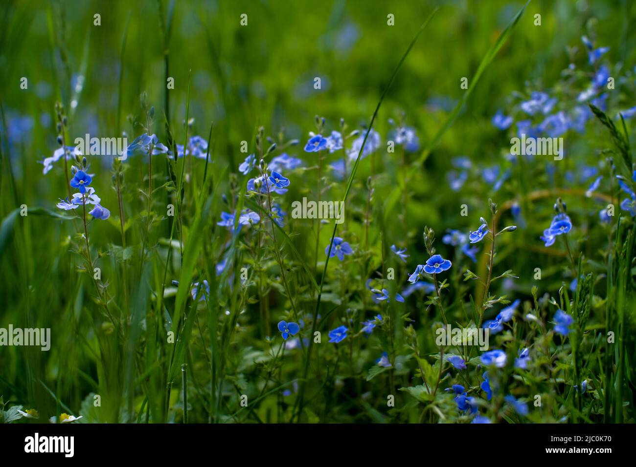 Forget-me-not tender flowers blossoming in spring time. Natural floral ...