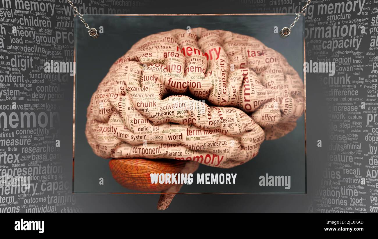 Working memory in human brain - dozens of important terms describing ...