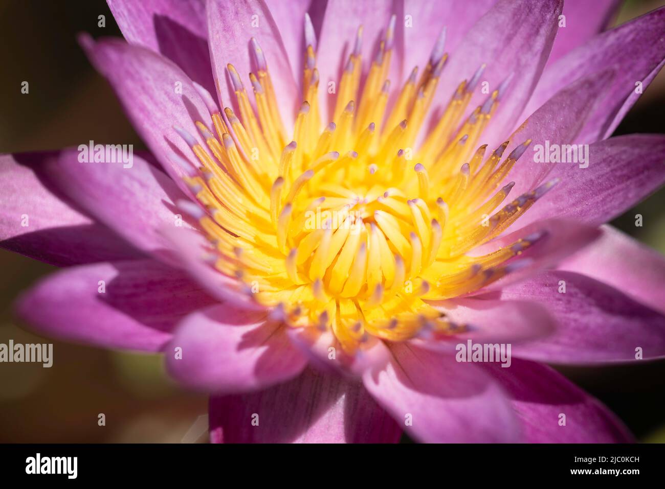 Purple water Lilly with bright yellow centre. Close up of the blooming ...