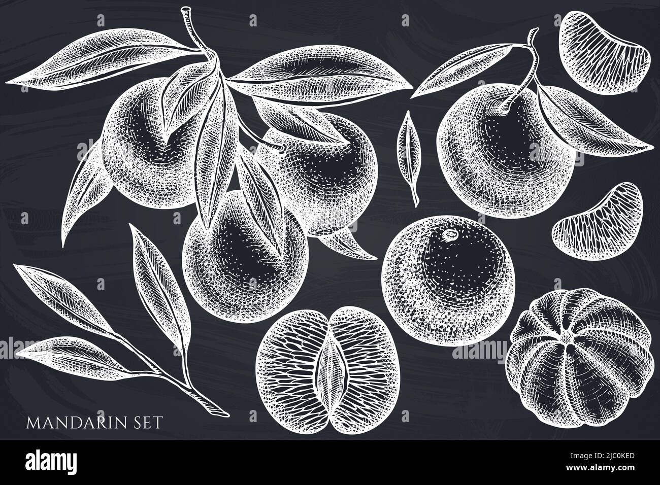 Citrus hand drawn vector illustrations collection. Chalk mandarin Stock ...