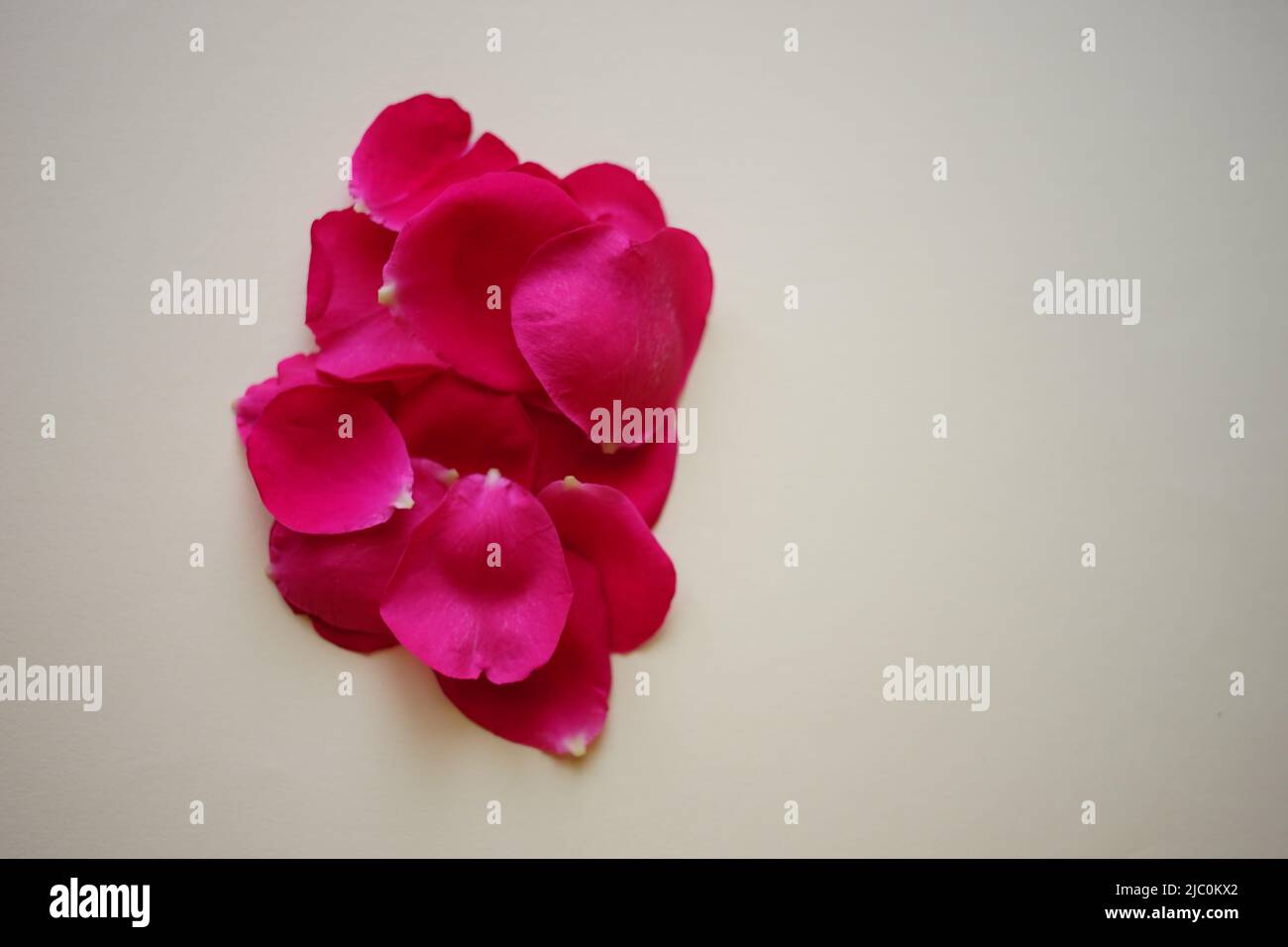 Magenta pink rose flower petals on the beige table, top view, copy ...